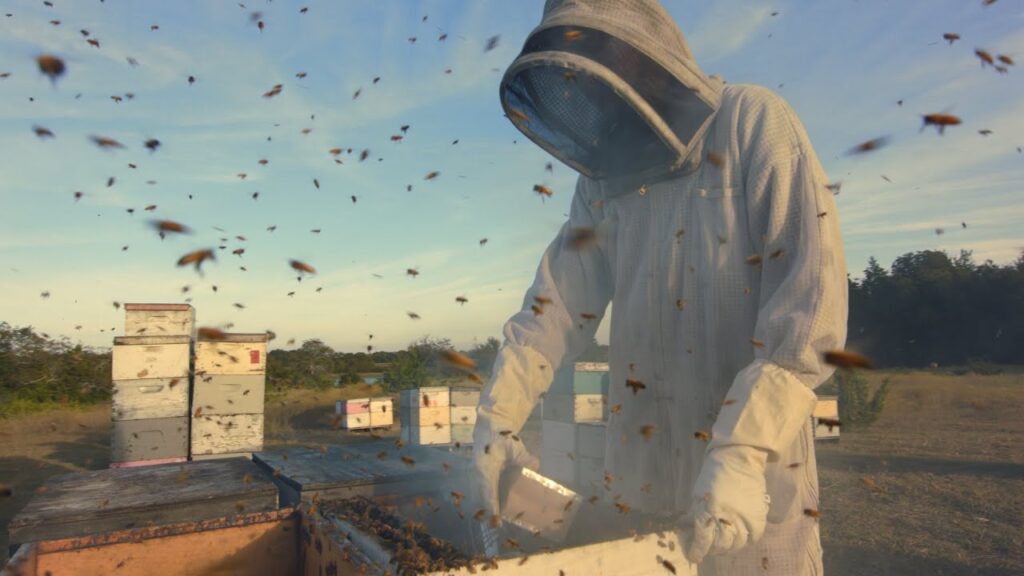The Do What You Love Story of a Beekeeper