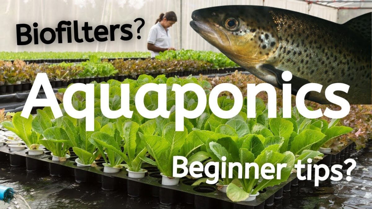 What is Aquaponics & How Does it Work ? A Video Guide